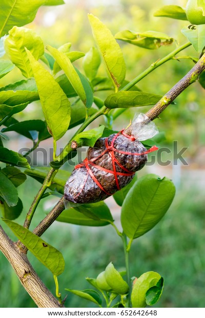 Grafted Lemon Tree Stock Photo 652642648 | Shutterstock