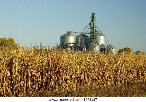 Grain Elevator Towers Above Corn Field Stock Photo (Edit Now) 1993187
