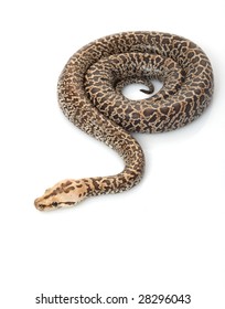 1,452 imágenes de Python molurus - Imágenes, fotos y vectores de stock ...