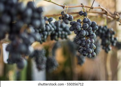 Grape Stock Photo 550356712 | Shutterstock