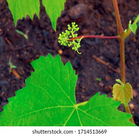 420 Grape growth stages Images, Stock Photos & Vectors | Shutterstock