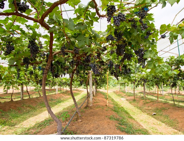 Grape Farm Stock Photo (Edit Now) 87319786