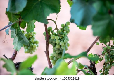 Grapes Mid Harvest Winery Mornington Peninsula Stock Photo 1735422557 ...