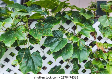 71 Grape Rust Fungus Images, Stock Photos & Vectors | Shutterstock