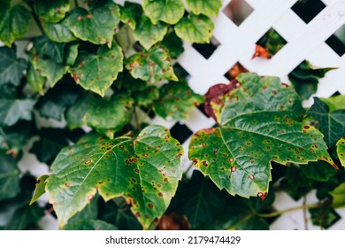 71 Grape Rust Fungus Images, Stock Photos & Vectors | Shutterstock
