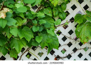 71 Grape Rust Fungus Images, Stock Photos & Vectors | Shutterstock