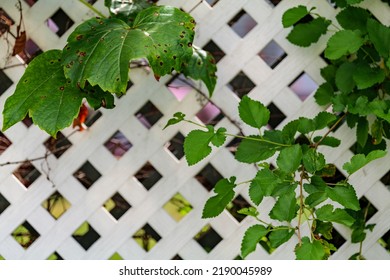 71 Grape Rust Fungus Images, Stock Photos & Vectors | Shutterstock