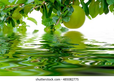 9,762 imágenes de Fruit tree by the river - Imágenes, fotos y vectores ...