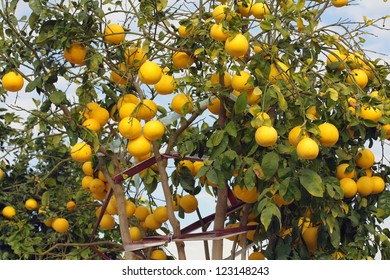 15,550 Grapefruit tree Images, Stock Photos & Vectors | Shutterstock