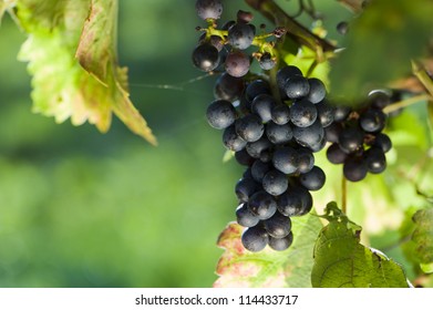 Grapevine 스톡 사진 114433717 | Shutterstock