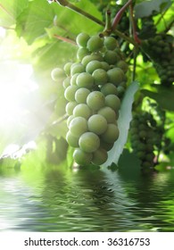 Grapevine Stock Photo 36316753 | Shutterstock