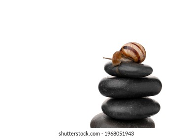 1.594 imagens de Snail stack Imagens, fotos stock e vetores | Shutterstock