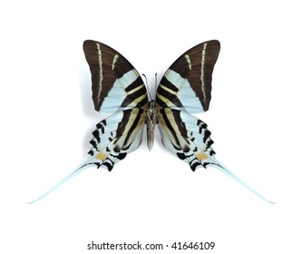 40 Graphium androcles Images, Stock Photos & Vectors | Shutterstock