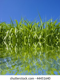 11 Nasses gras Images, Stock Photos & Vectors | Shutterstock