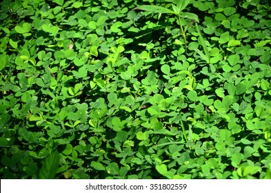 Grass Stock Photo 351802559 | Shutterstock