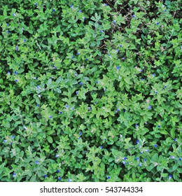 Grass Stock Photo 543744334 | Shutterstock