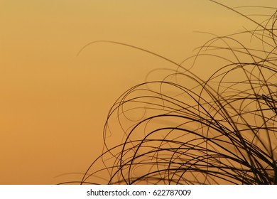 Grass Stock Photo 622787009 | Shutterstock