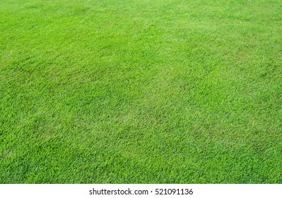 243,745 Gazon perspective Images, Stock Photos & Vectors | Shutterstock