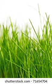 Grass Background Stock Photo 71654704 | Shutterstock