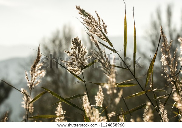 Grass Backlight Background Stock Photo 1124858960 | Shutterstock