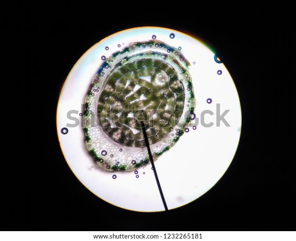 Grass Cell Under Microscopecross Section Leaf Stock Photo 1232265181 ...