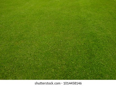 Fine grass texture Images, Stock Photos & Vectors | Shutterstock
