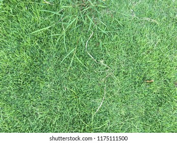 Grass Floor Texture Background Stock Photo 1175111500 | Shutterstock