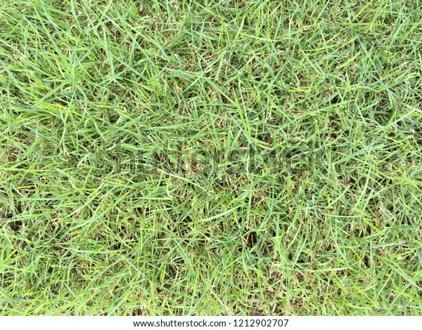 Grass Floor Texture Background Stock Photo 1212902707 | Shutterstock