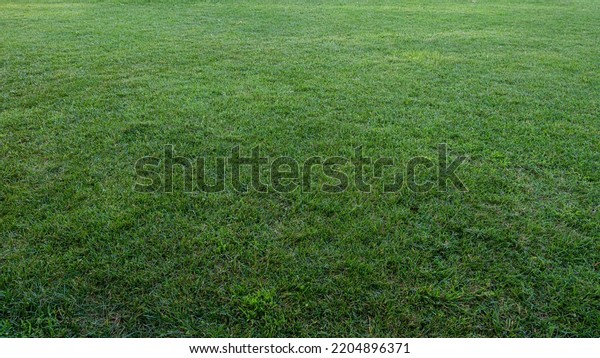 Grass Ground Background Front View Stock Photo 2204896371 | Shutterstock