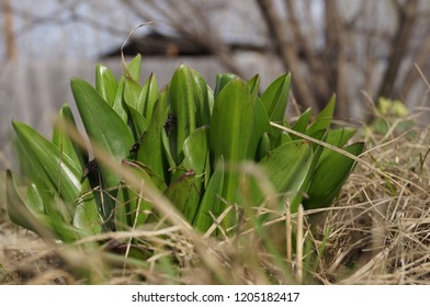 Grass Grows Spring Stock Photo 1205182417 | Shutterstock