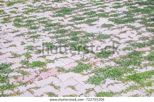 Grass Grows Through Paving Slab Stock Photo 722705206 | Shutterstock