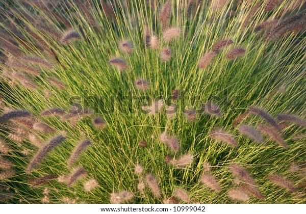 Grass Morocco Stock Photo 10999042 | Shutterstock
