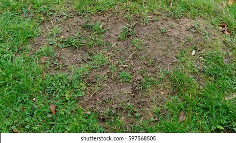 24,510 Muddy Grass Images, Stock Photos & Vectors | Shutterstock