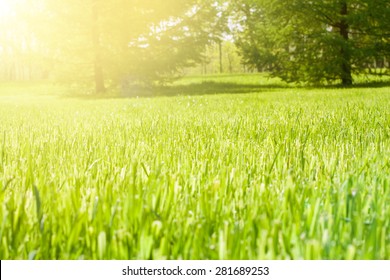 3,921,305 imágenes de Grass park background - Imágenes, fotos y ...