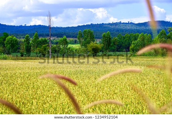 Grass Pattern Dnd Rice Field Stock Photo 1234952104 | Shutterstock