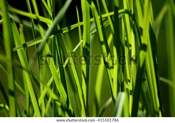 Grass Portrait Stockfoto 415501786 | Shutterstock
