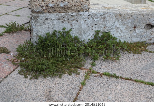Grass Sprouted Through Paving Slabs Stock Photo 2014511063 | Shutterstock
