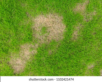 701 Patchy Field Images, Stock Photos & Vectors | Shutterstock