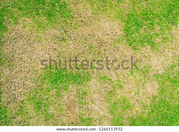 Grass Texture Grass Background Patchy Grass库存照片1266113932 | Shutterstock