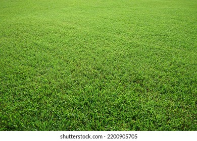 Grass Texture Grass Field Stock Photo 2200905705 | Shutterstock