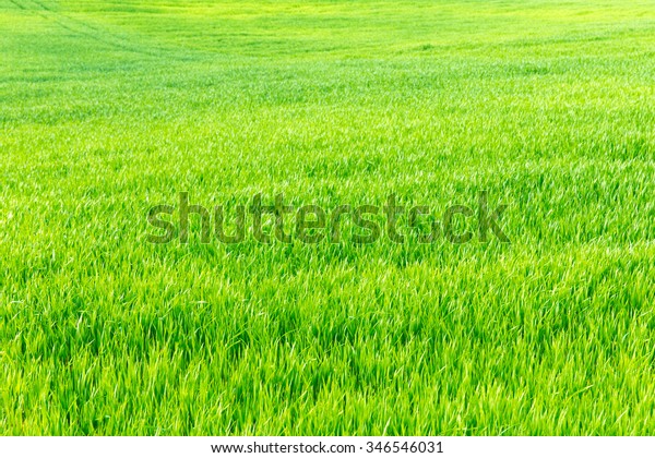 Grass Texture Field Stock Photo 346546031 | Shutterstock