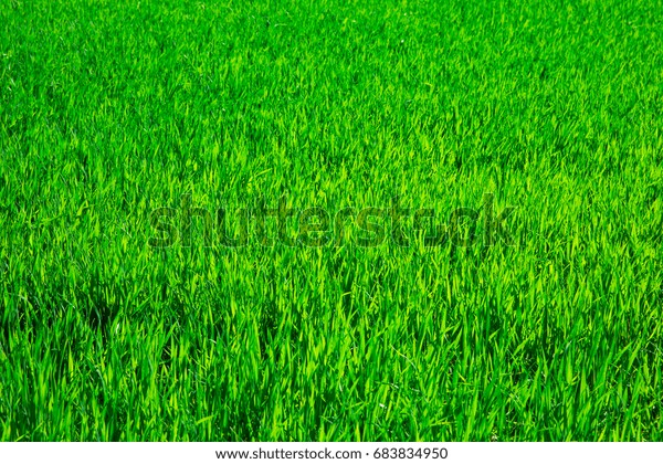 Grass Texture Field Stock Photo 683834950 | Shutterstock