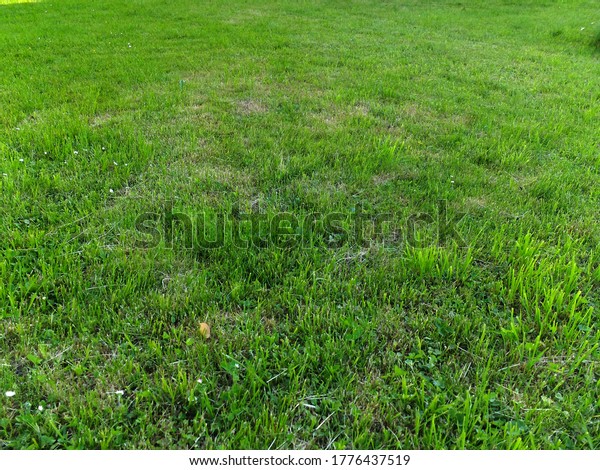 Grass Texture Side Top View Photo Stock Photo 1776437519 | Shutterstock