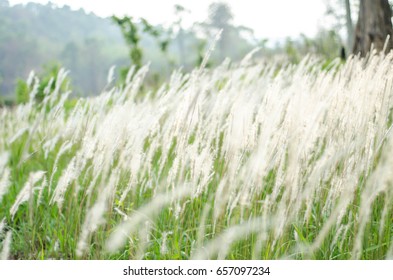 474 Common Thatching Grass Images, Stock Photos & Vectors | Shutterstock