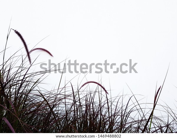 Grass Tree White Background Stock Photo 1469488802 | Shutterstock