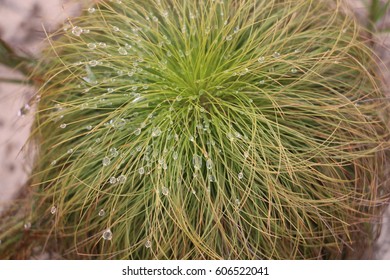 101 Tufted hairgrass Images, Stock Photos & Vectors | Shutterstock