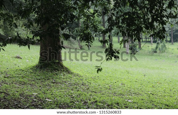 Grass Under Big Tree Stock Photo 1315260833 | Shutterstock