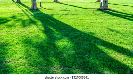 Grass Under Tree Shadow Stock Photo 1327005641 | Shutterstock
