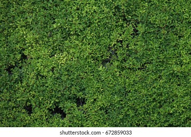 Grass Wall Texture Stock Photo 672859033 | Shutterstock