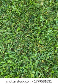 Grass Wallpaper Vertically Background Stock Photo 1799581831 | Shutterstock